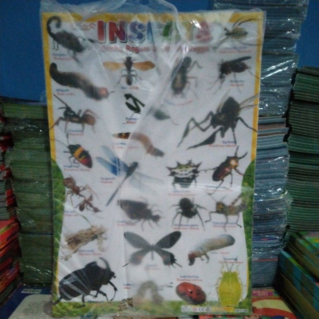 Jual Poster Aneka Jenis Serangga | Shopee Indonesia