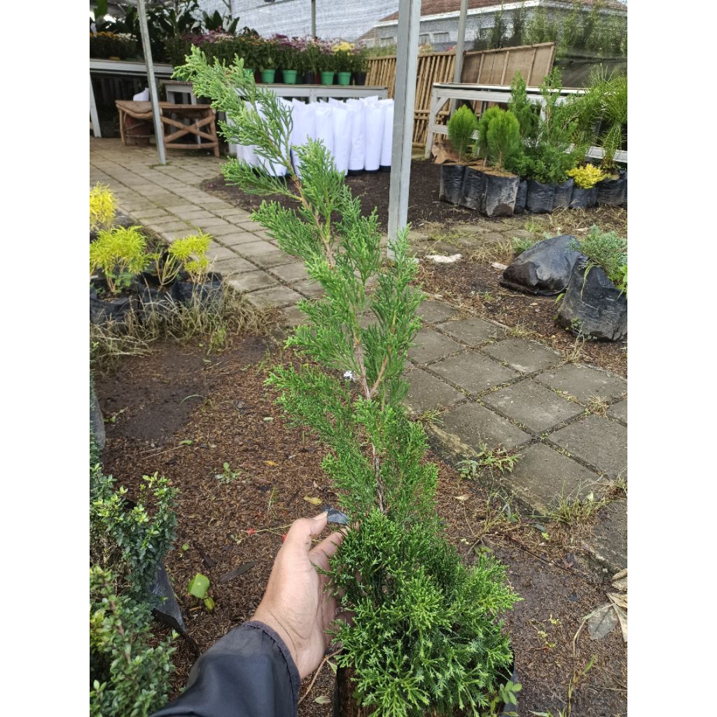 Jual Tanaman Hias Cemara Pua Pua - Papua - Pohon Cemara tinggi 40 - 60 ...