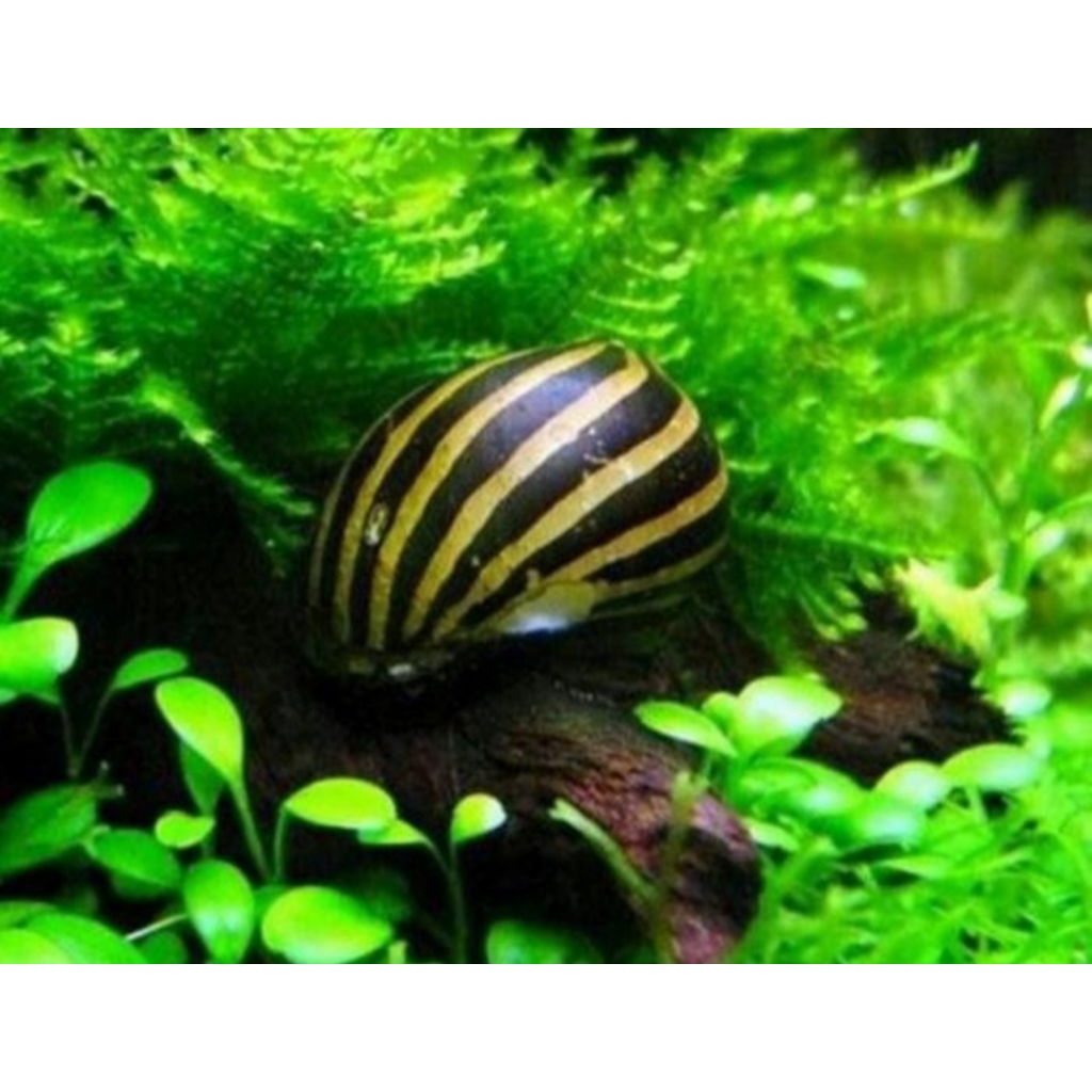 Jual Keong Turbo aquascape | Shopee Indonesia