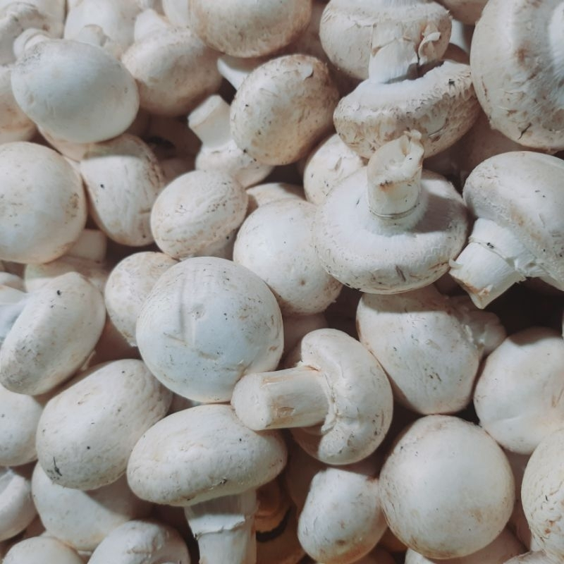 Jual Jamur Kancing / Champignon 500 gr | Shopee Indonesia