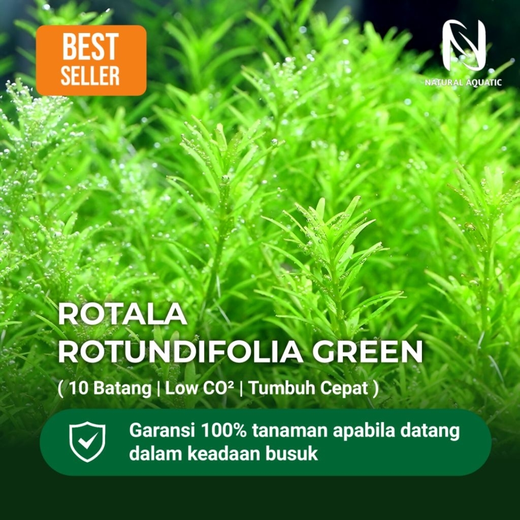 Jual Rotala Rotundifolia Green 10 Batang | Tanaman Aquascape ...