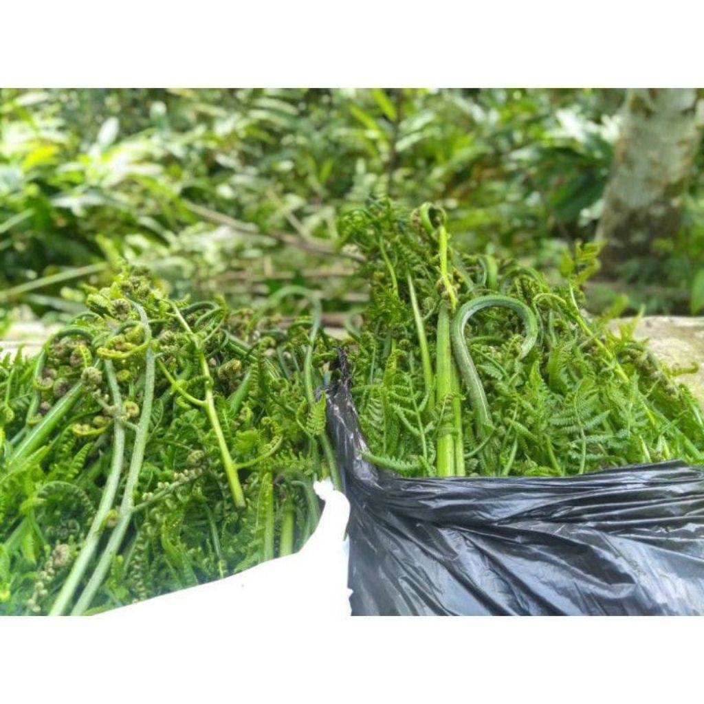 Jual Pakis Sayur segar dan prees baru di petik pakis sayur berkualitas ...