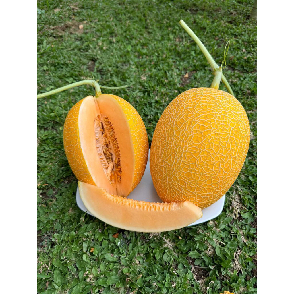 Jual Melon Premium Kirin Kartini Garden Berat 1,7 - 2,3 kg | Shopee ...