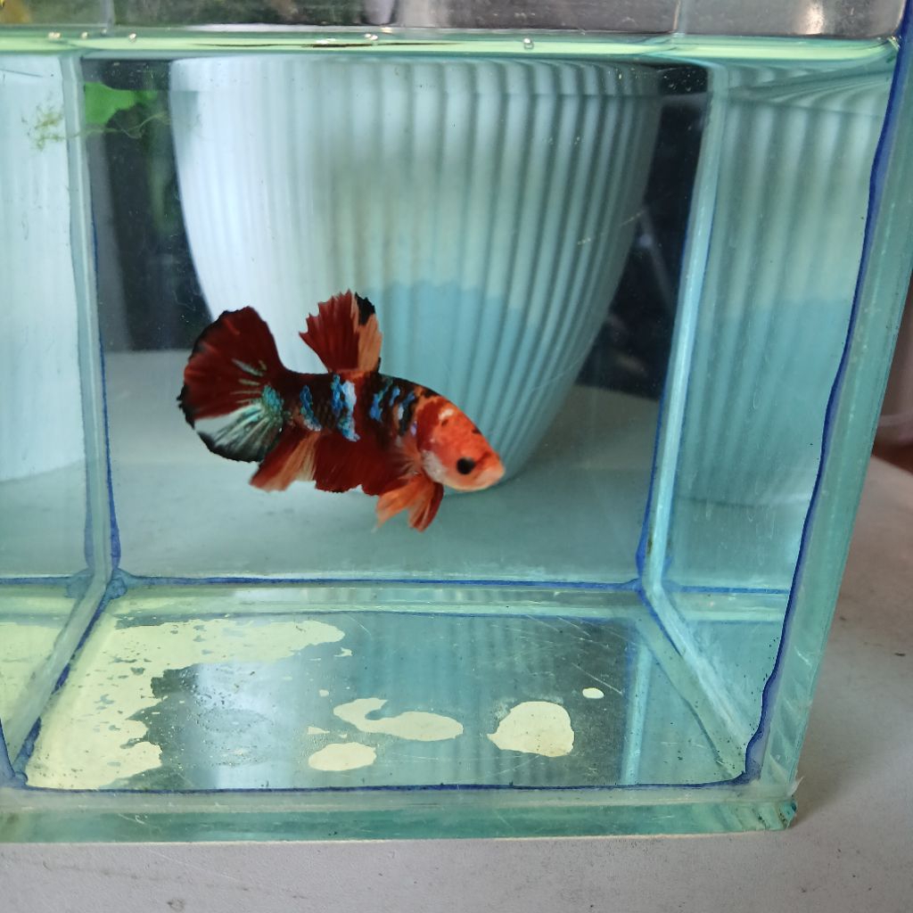 Jual (923) Hiasan Akuarium Plakat Nemo Galaxy / Foto Asli ( Cupang ...