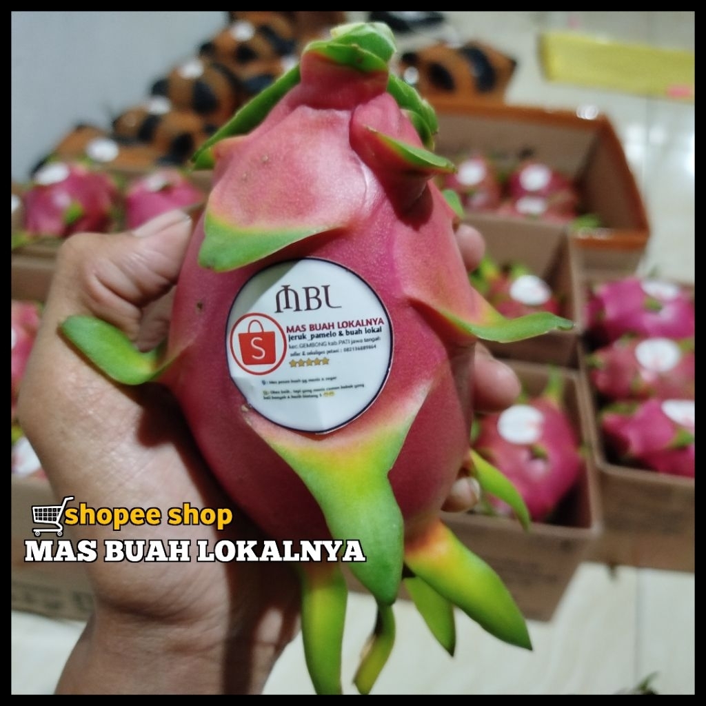 Jual BUAH NAGA PUTIH 500-GRAM | Shopee Indonesia
