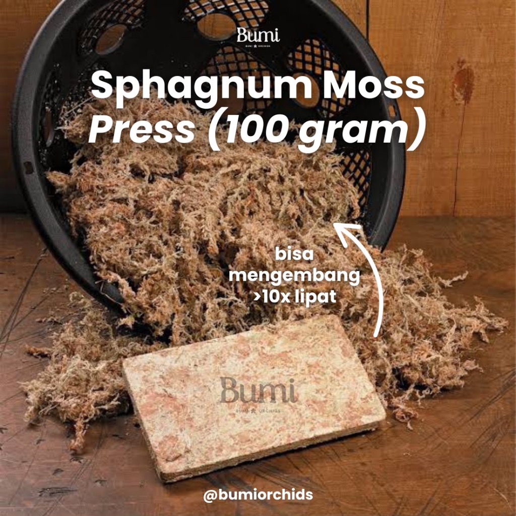 Jual BUMI ORCHIDS Sphagnum Moss Press Premium (Import BUKAN LOKAL ...
