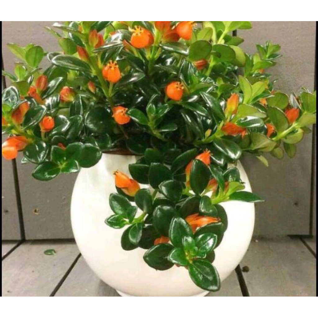 Jual Bunga Lipstik Gantung | Bunga Oren Tanaman Juntai pot 15cm ...