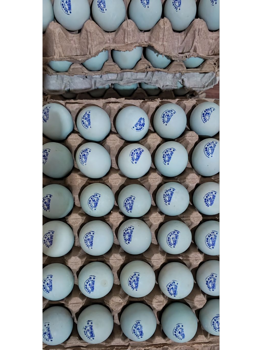Jual Telur asin 1 pack isi 10 ukuran sedang cenderung kecil | Shopee ...