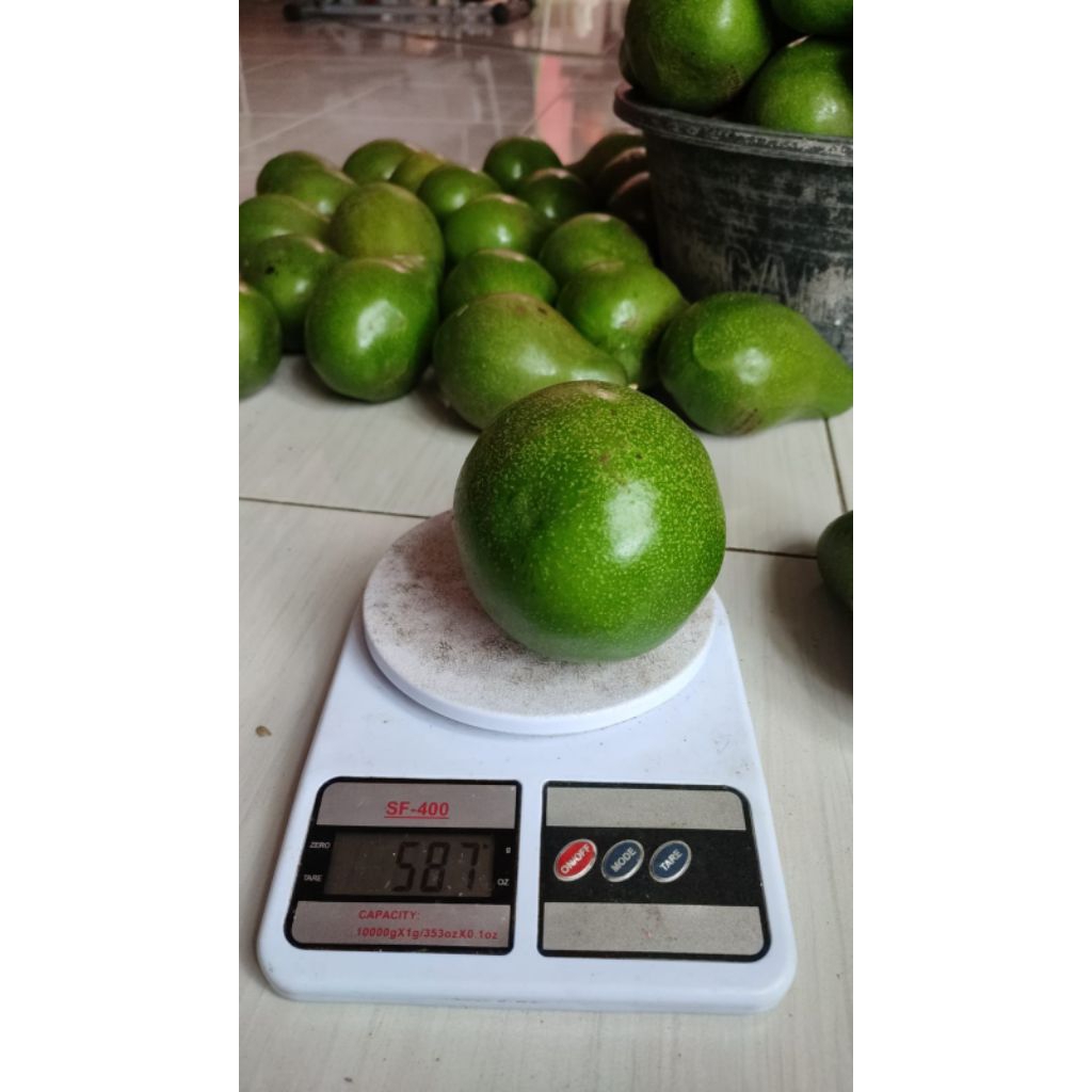 Jual ALPUKAT MENTEGA SUPER | Shopee Indonesia