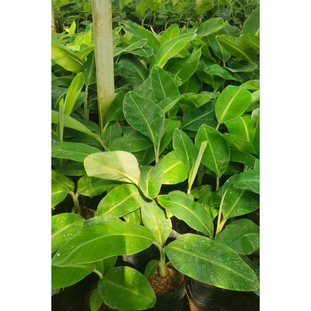 Jual pisang giant cavendish | Shopee Indonesia