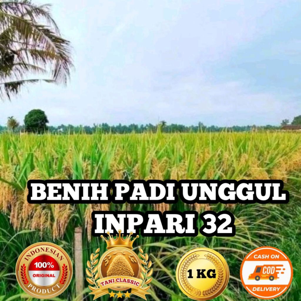 Jual BENIH PADI UNGGUL INPARI 32 BERKUALITAS KEMASAN 1KG | Shopee Indonesia