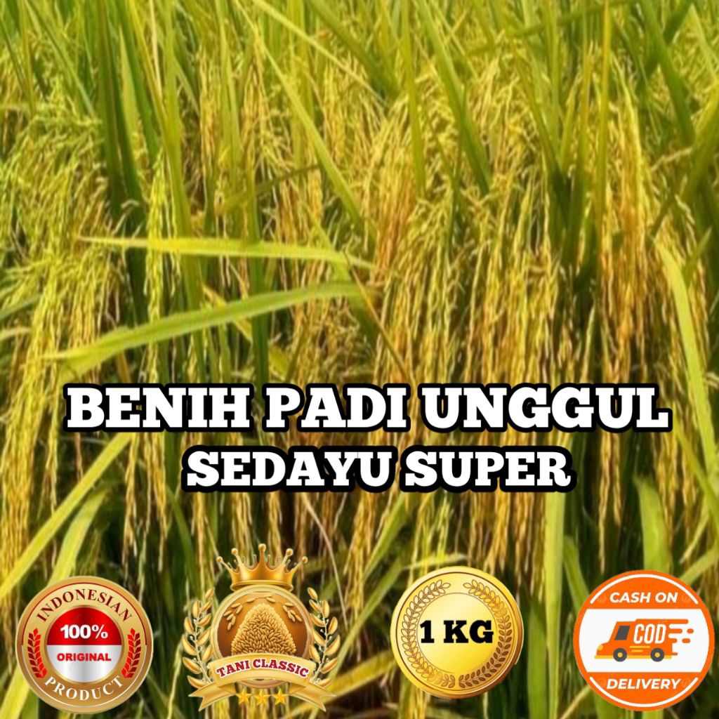 Jual BENIH PADI UNGGUL SEDAYU SUPER BERKUALITAS KEMASAN 1KG | Shopee Indonesia