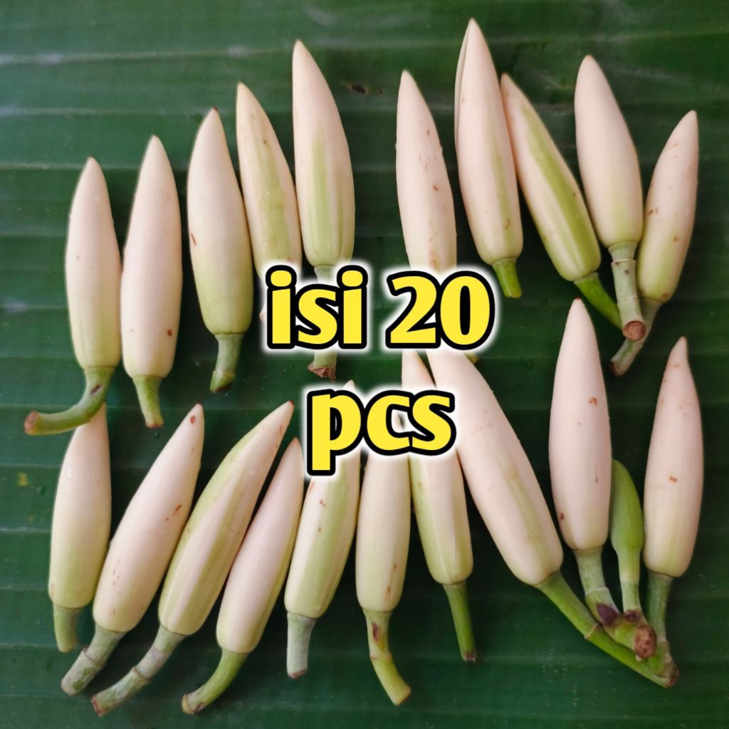 Jual kembang gading/kembang kantil (20pcs) | Shopee Indonesia