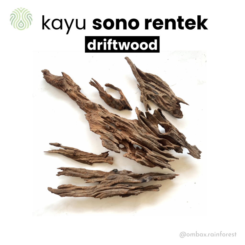 Jual Kayu sono rentek / Driftwood - Aquascape, Vivarium, & Paludarium ...