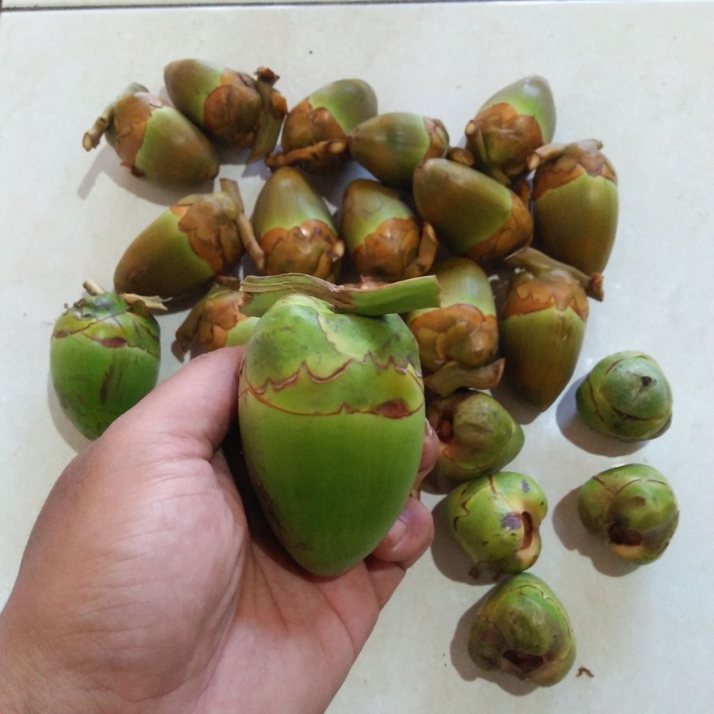 Jual 1kg( 20 biji ) Buah bleluluk kelapa/tembuluk kelapa/cengkir obat ...