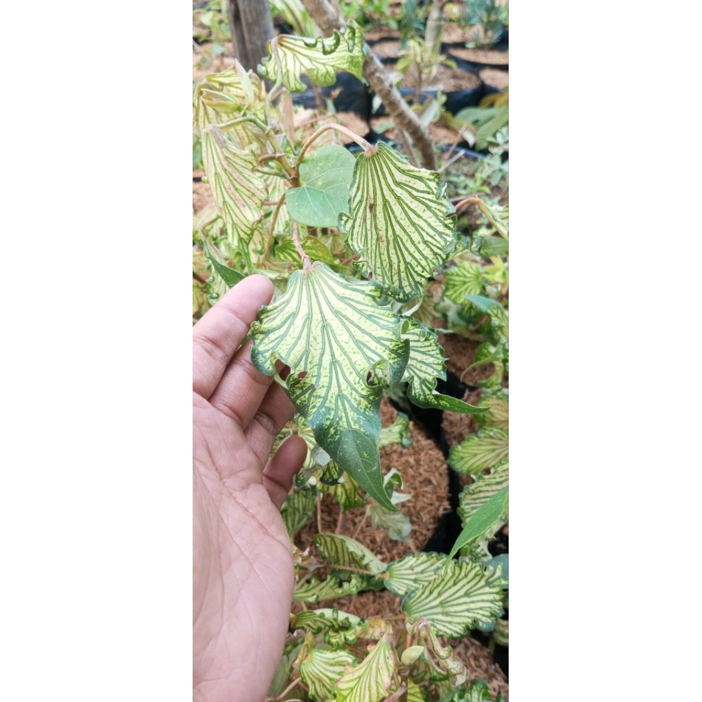 Jual Tanaman waru wayang | Shopee Indonesia