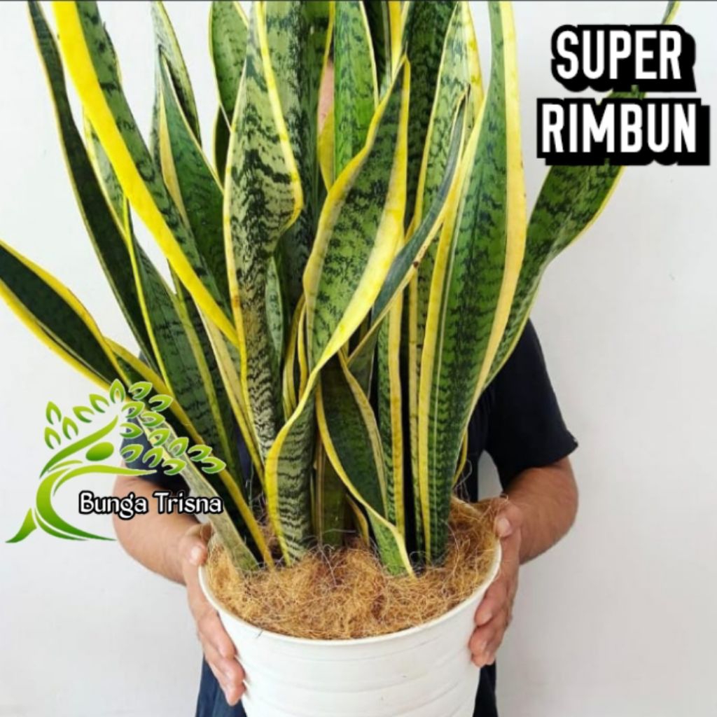 Jual PAKET MURAH SANSIEVERA LIDAH MERTUA SUPER RIMBUN INCLUDE POT TAWON ...