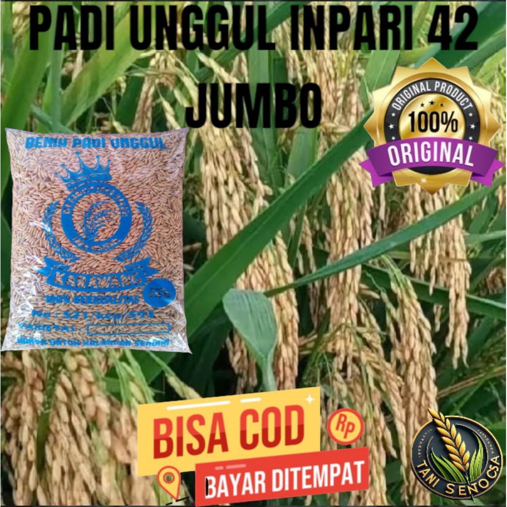 Jual BENIH BIBIT PADI INPARI 42 JUMBO BIBIT SUPER UNGGUL 2KG | Shopee ...