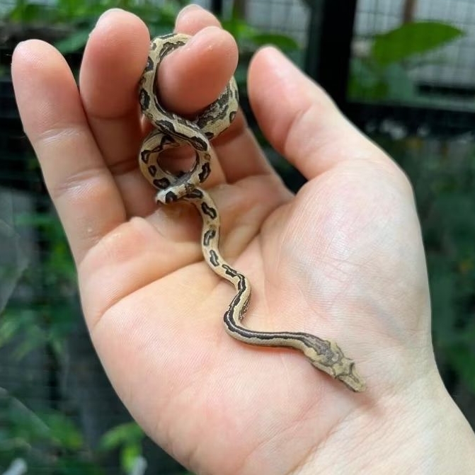 Jual Waigeo Tree Boa / Monopohon Waigeo / Ular Mono Pohon Waigeo ...