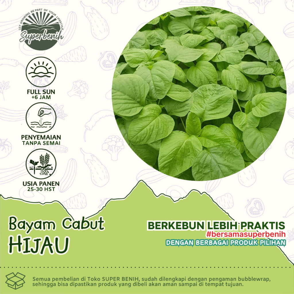 Jual 5000 Biji - Benih BAYAM CABUT HIJAU - Bibit Sayuran bayam hijau ...