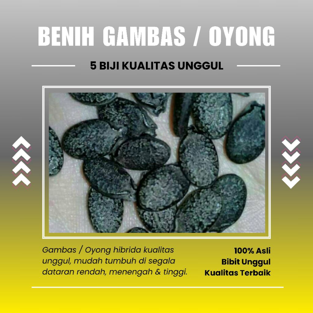 Jual INDOTANI_ Benih Seribuan 5 biji Gambas / Oyong kualitas Unggul ...