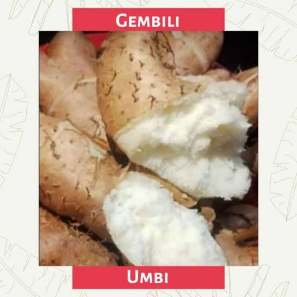 Jual UMBI GEMBILI ATAU BILI SEGAR 1KGPULEN | Shopee Indonesia