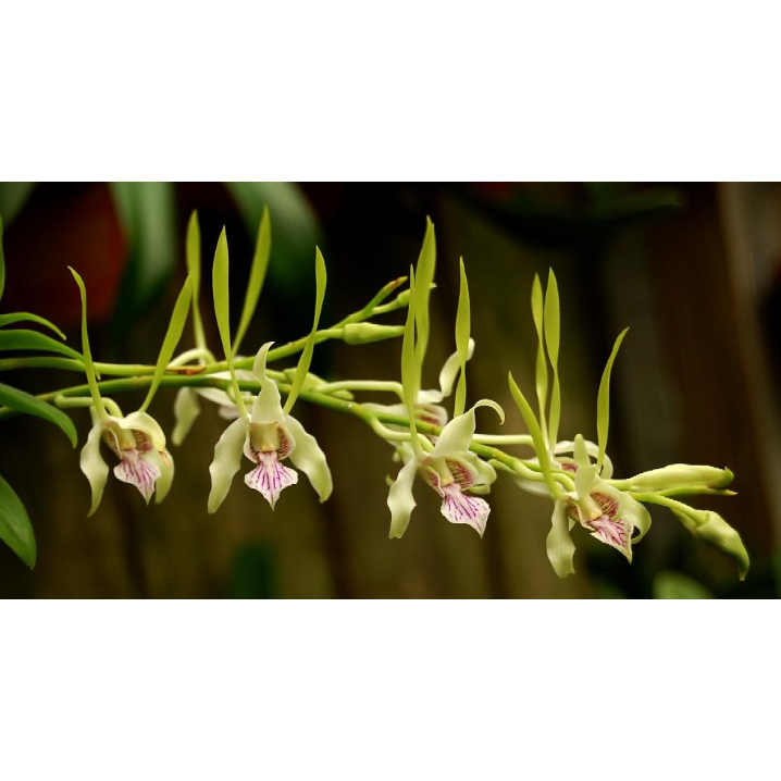 Jual DENDROBIUM SAMARAI RIMBUN | Shopee Indonesia