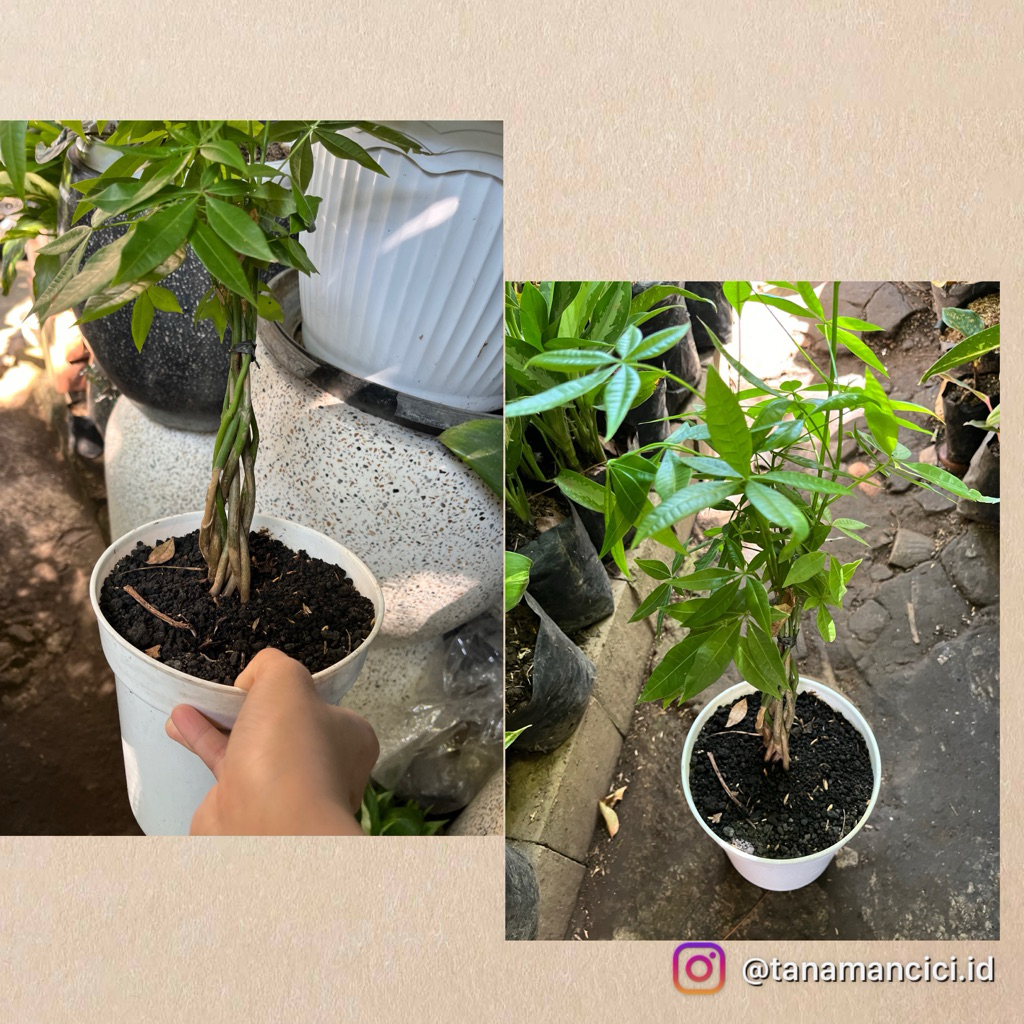 Jual Tanaman hias pachira kepang money tree | Shopee Indonesia