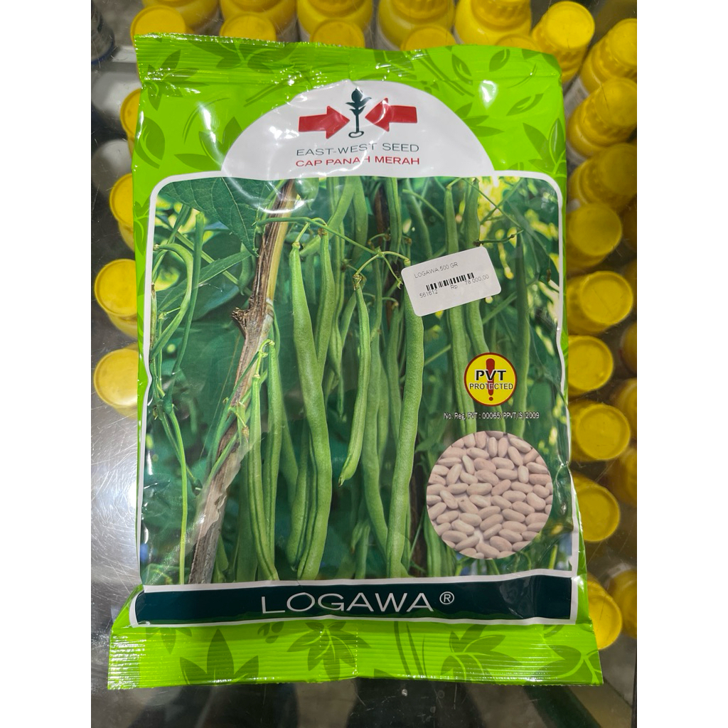Jual BIBIT BUNCIS LOGAWA ORIGINAL 100 % | Shopee Indonesia