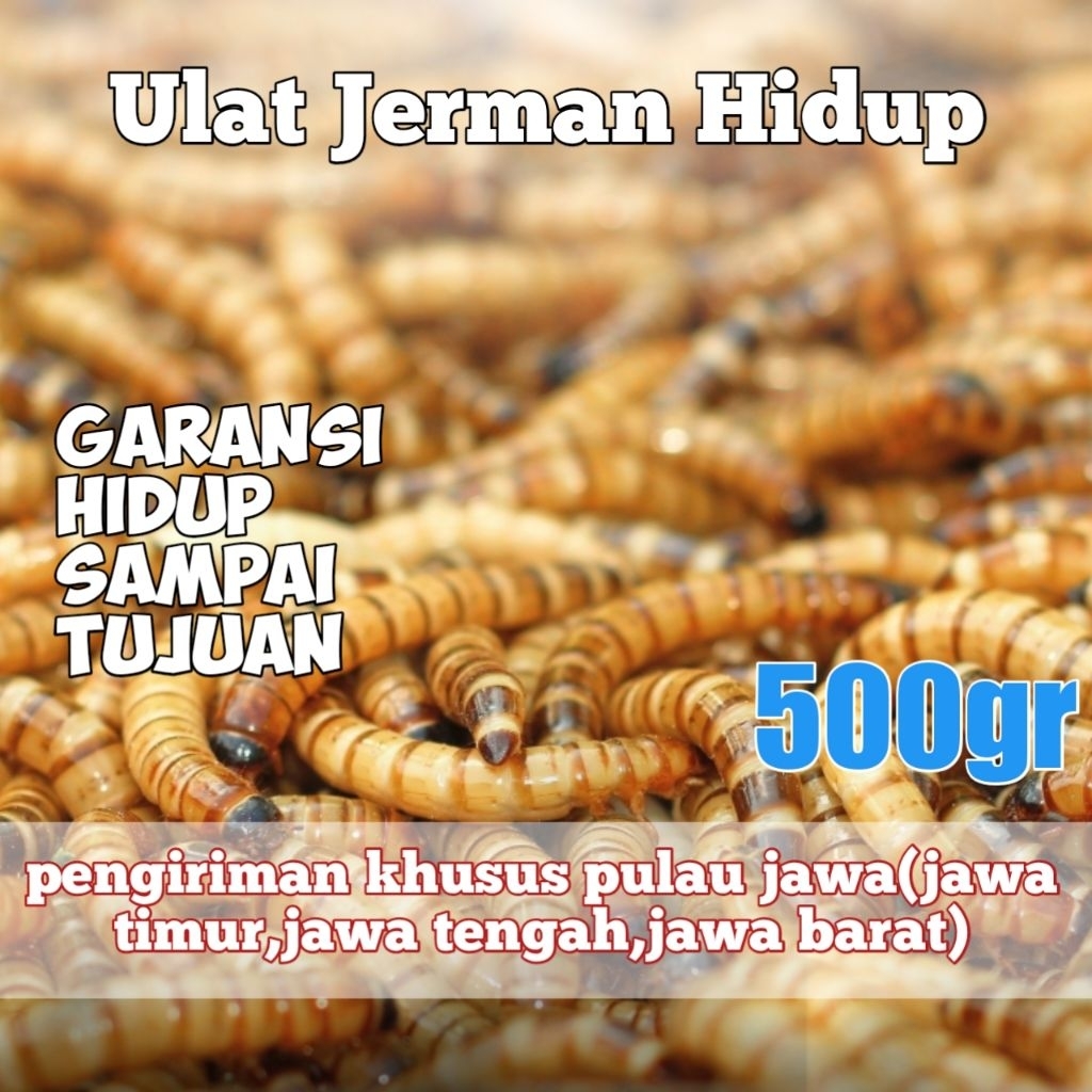 Jual 500gr ulat jerman hidup | Shopee Indonesia