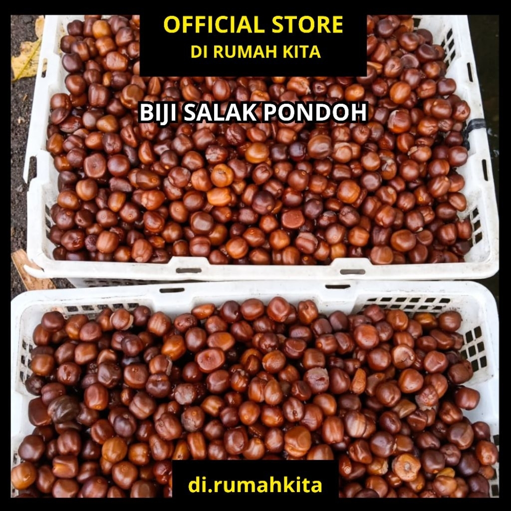 Jual Biji Salak Pondoh Segar 1 Kg (Untuk Bibit Salak, Olahan Kopi Salak ...