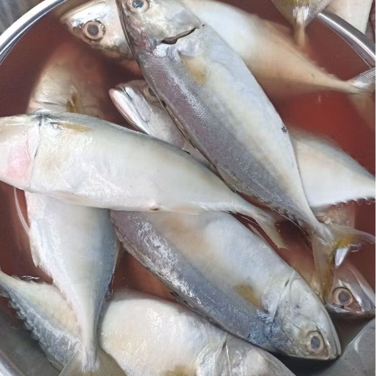 Jual Ikan Kembung Fresh Segar 500gr (Instant Jambi) | Shopee Indonesia