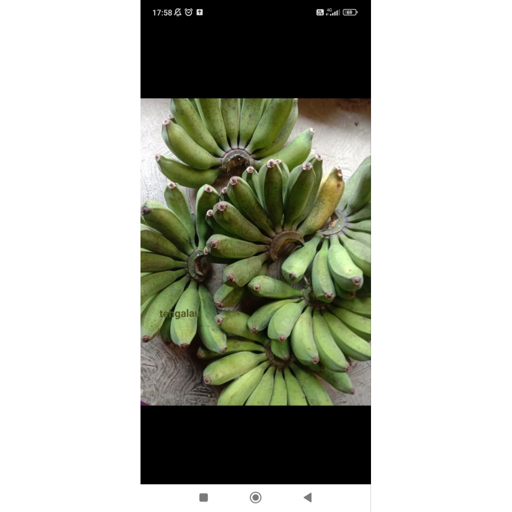 Jual Pisang Raja Bulu & Raja Cere Murah 1kg Gratis Ongkir Bisa COD ...