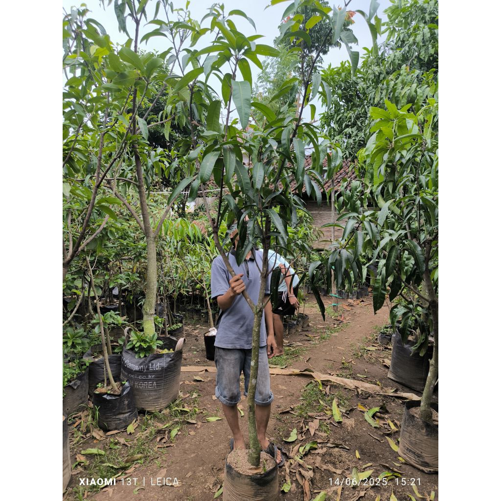 Jual bibit mangga parkit tinggi rimbun (batang besar) | Shopee Indonesia