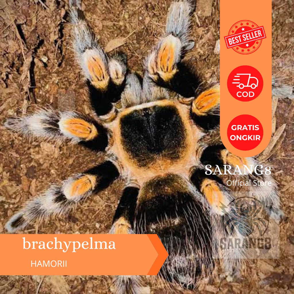 Jual Brachypelma hamori sling tarantula | Shopee Indonesia