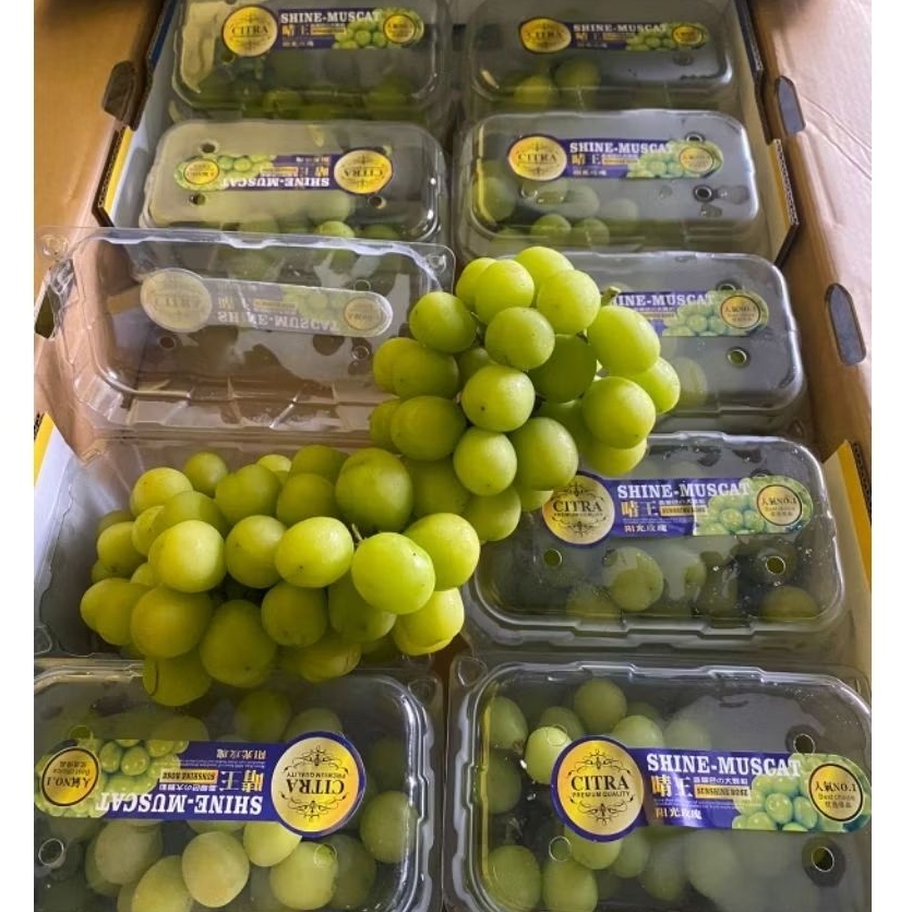 Jual Anggur Hijau Muscat Pack /500 gr | Shopee Indonesia