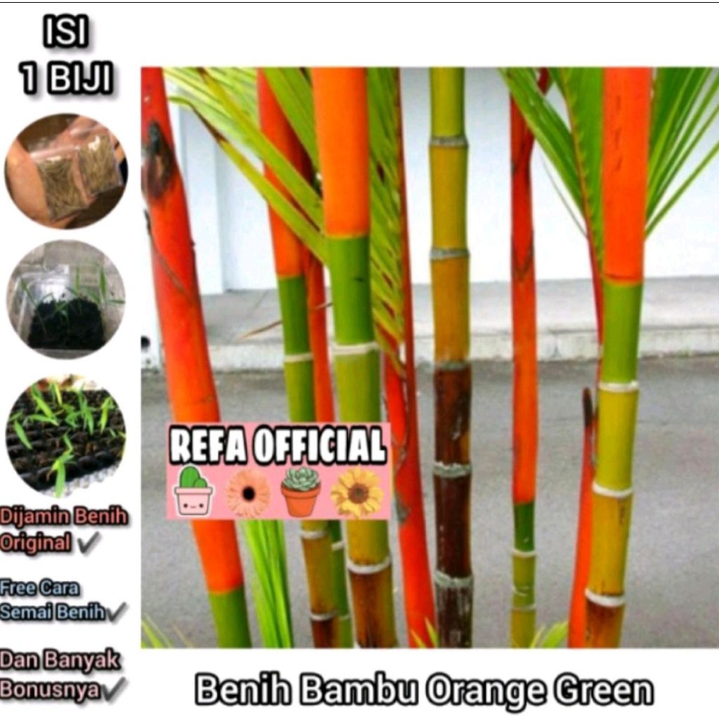 Jual Biji Benih Tanaman Bambu Colour Full Rainbow F1 Import / Benih ...