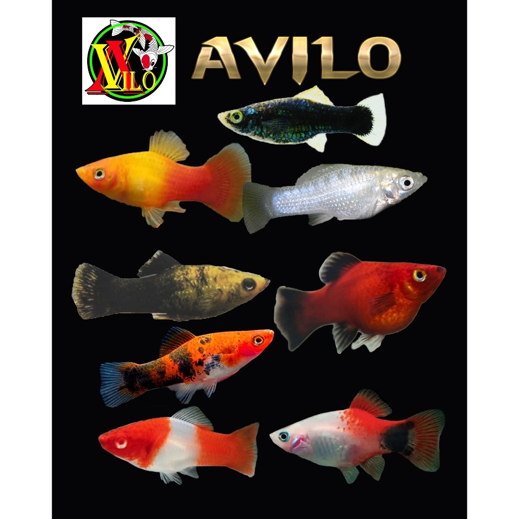 Jual ikan hias aquasacape koral santa caroline platy platis aneka macam ...