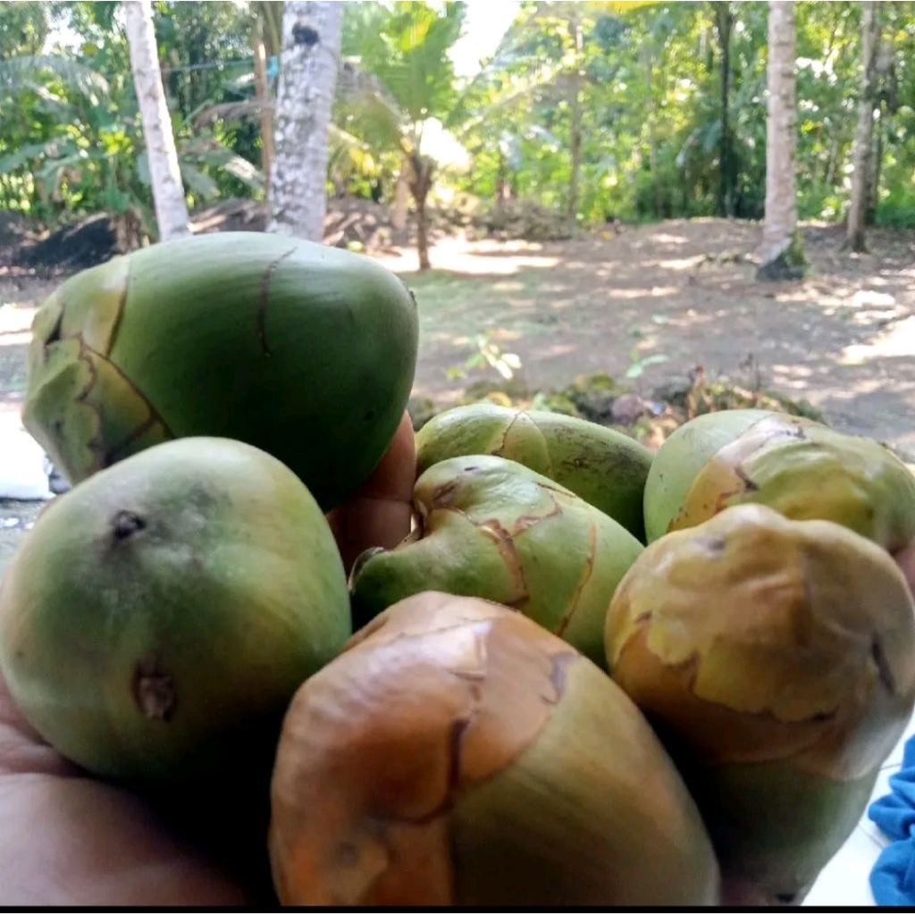 Jual Tembuluk kelapa 10 pcs | buah kelapa kecil/muda | Shopee Indonesia