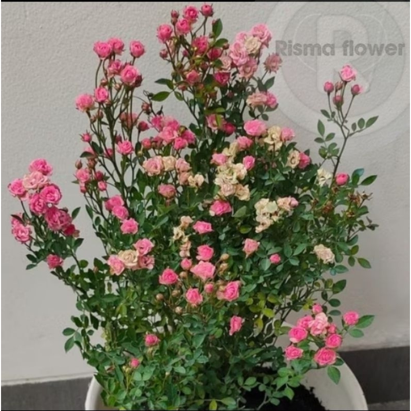 Jual Tanaman bunga mawar babyrose siap berbunga / pohon bunga mawar ...