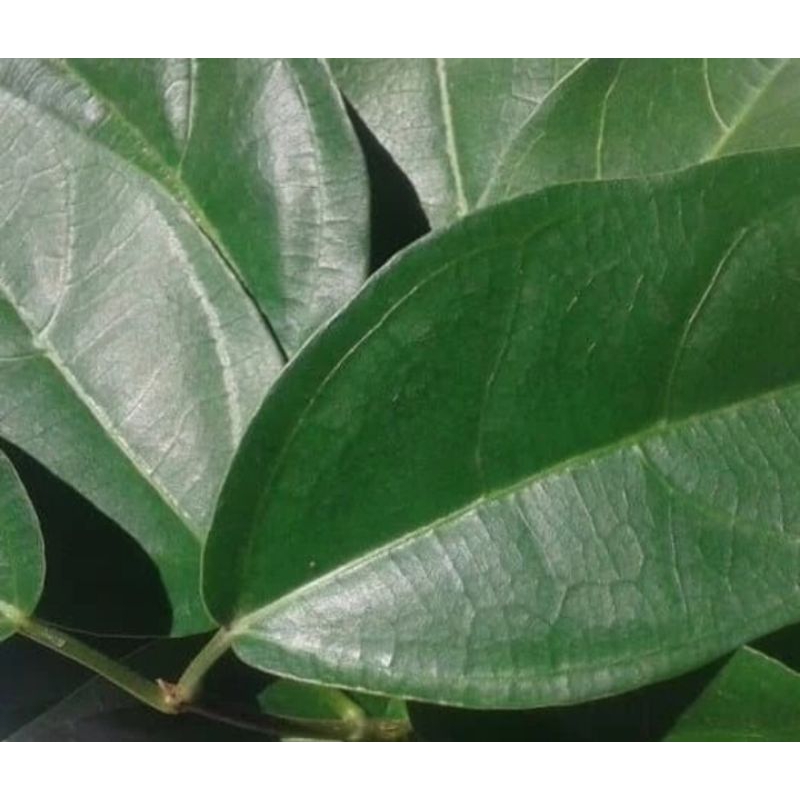 Jual 1Kg Daun Cincau hijau / Daun Cincau Perdu | Shopee Indonesia