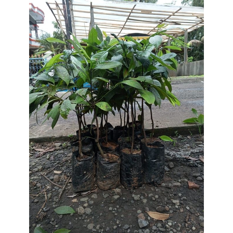 Jual BIBIT TANAMAN POHON PALA TINGGI 40CM-50CM | Shopee Indonesia