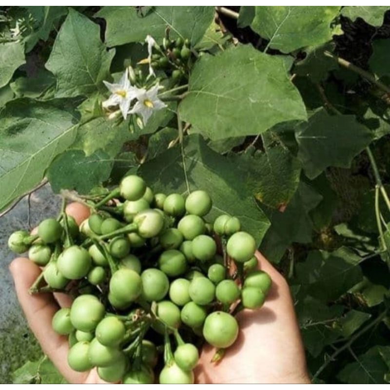 Jual Buah Rimbang Takokak Segar Cepokak Pokak Terung Pipit Solanum ...