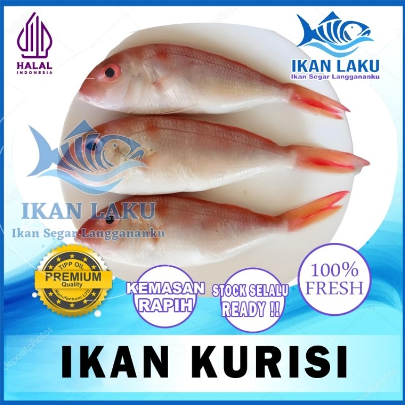 Jual PRODUK BARU!!! IKAN KURISI PREMIUM FRESH TERMURAH BERGARANSI IKAN ...