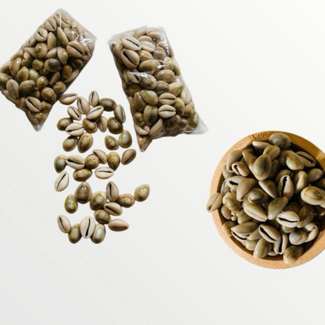 Jual Kerang Asli / Kuwuk Untuk Permainan congkak dan Bola bekel ...