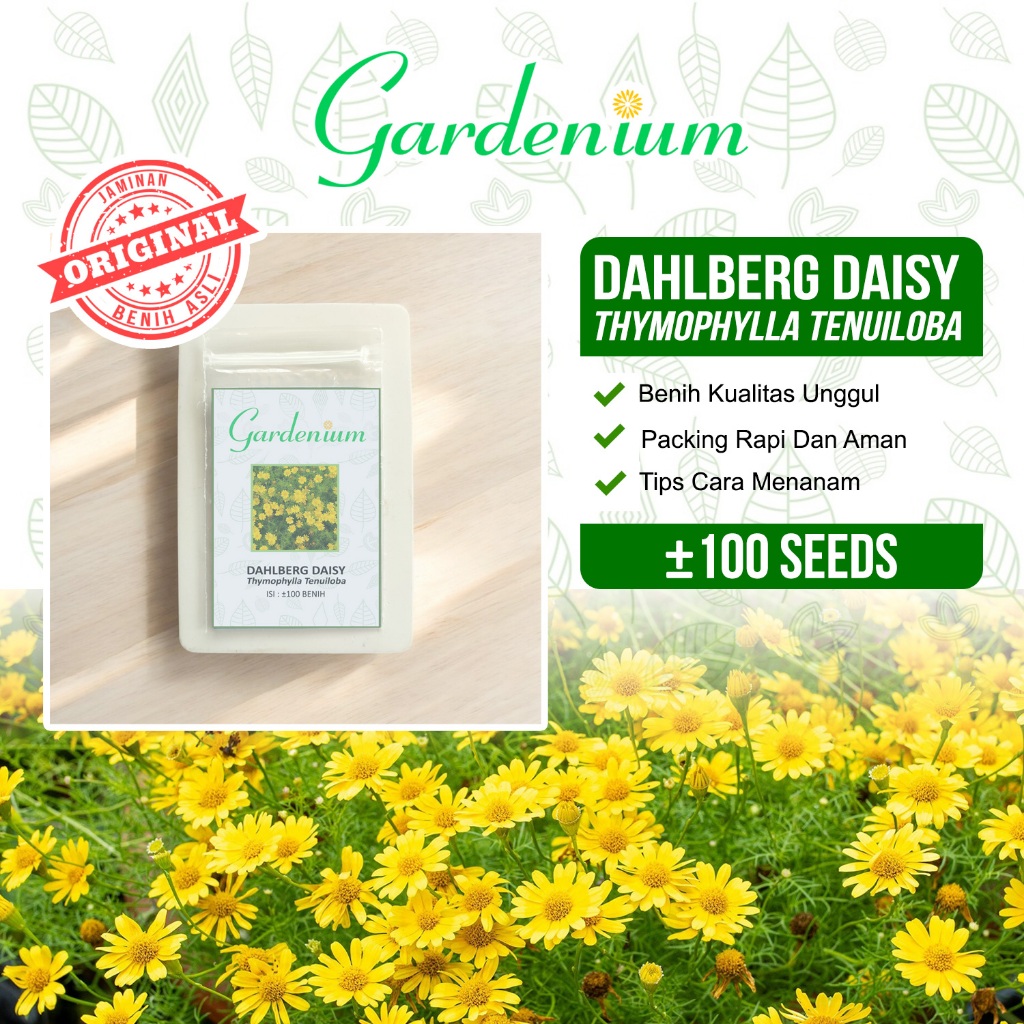 Jual GARDENIUM Benih Bunga Dahlberg Daisy Golden Fleece Flower | Shopee ...