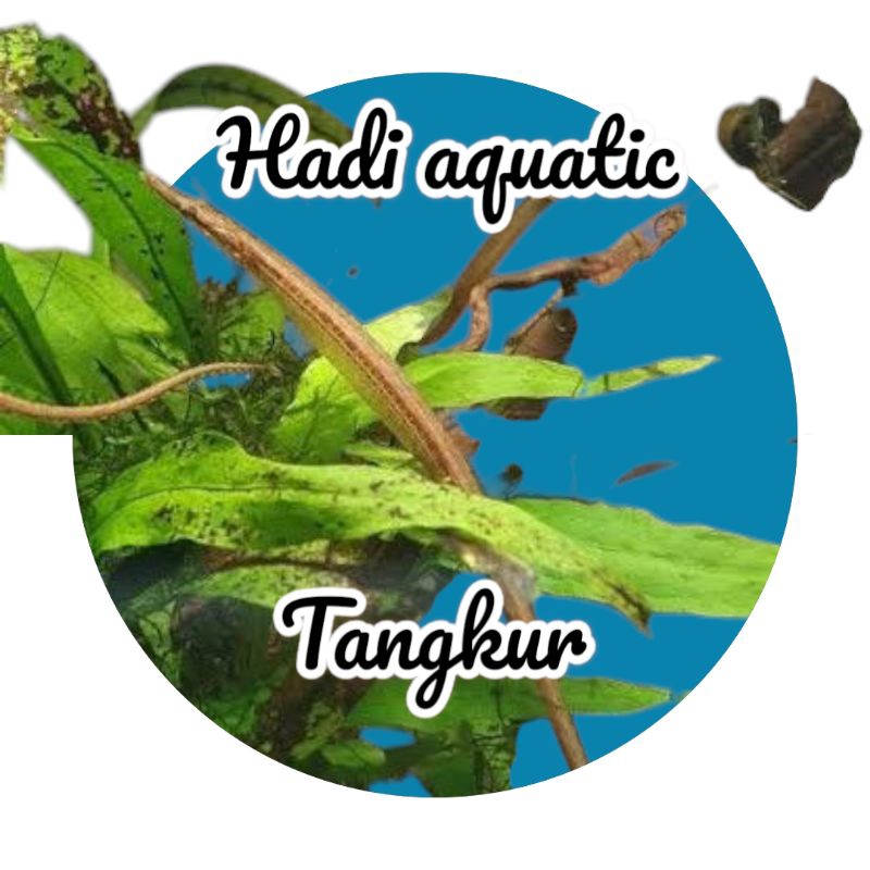 Jual ikan hias tangkur (pipefish) | Shopee Indonesia