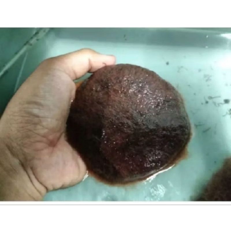 Jual cacing sutra pakan ikan cupang | Shopee Indonesia