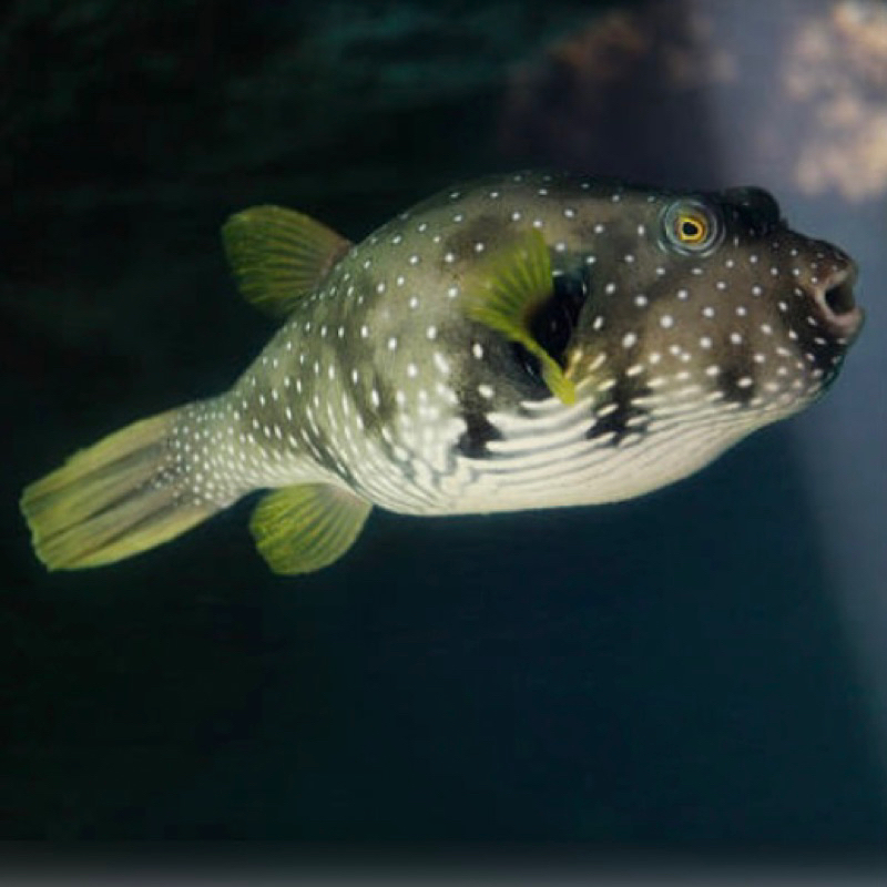 Jual (BRACKISH) BUNTAL WHITE SPOT IKAN HIAS AIR TAWAR BUNTAL BINTIK ...
