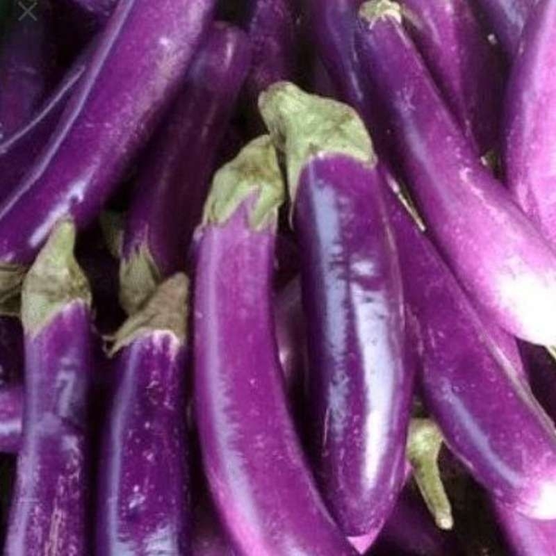 Jual Terong Ungu | Shopee Indonesia